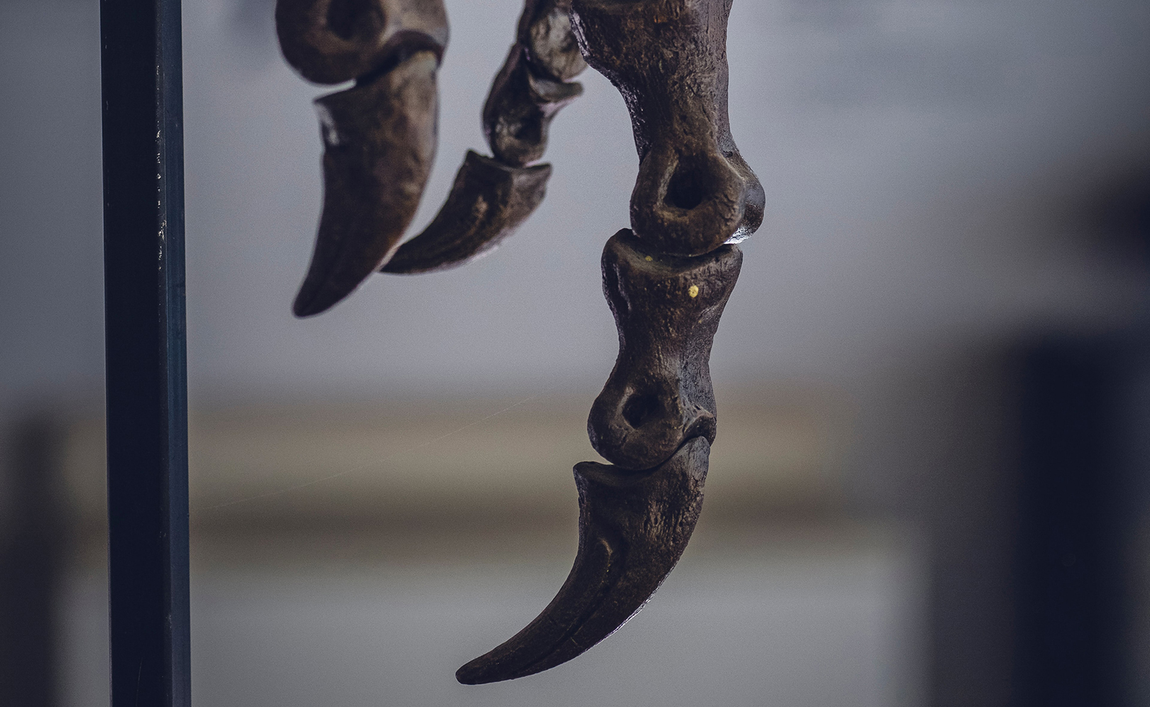 Аудиокнигу Humanimal. Как Homo sapiens стал самым противоречивым ...