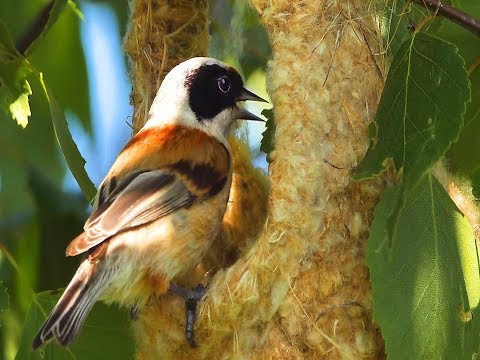 Film Studio Aves (2021) 1 cезон 13389 cерия смотреть сериал онлайн в хорошем качестве на wink.ru