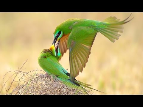 Film Studio Aves (2021) 1 cезон 13708 cерия смотреть сериал онлайн в хорошем качестве на wink.ru