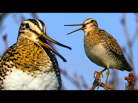 Film Studio Aves (2021) 1 cезон 13241 cерия смотреть сериал онлайн в хорошем качестве на wink.ru