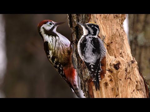 Film Studio Aves (2021) 1 cезон 13809 cерия смотреть сериал онлайн в хорошем качестве на wink.ru