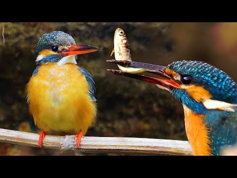 Film Studio Aves (2021) 1 cезон 13250 cерия смотреть сериал онлайн в хорошем качестве на wink.ru