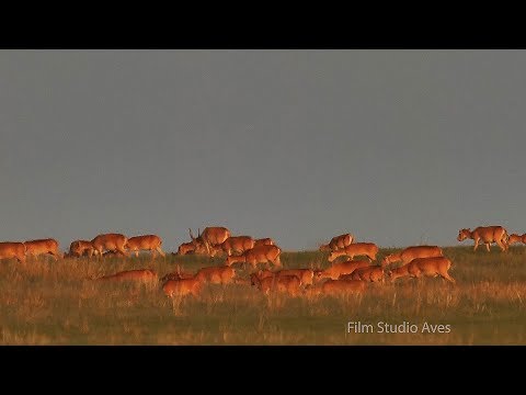 Film Studio Aves (2021) 1 cезон 13466 cерия смотреть сериал онлайн в хорошем качестве на wink.ru