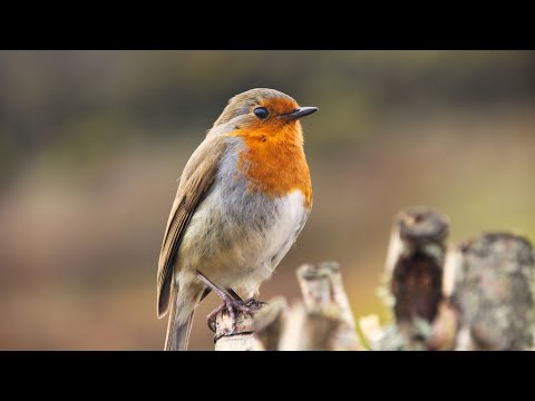 Film Studio Aves (2021) 1 cезон 13396 cерия смотреть сериал онлайн в хорошем качестве на wink.ru